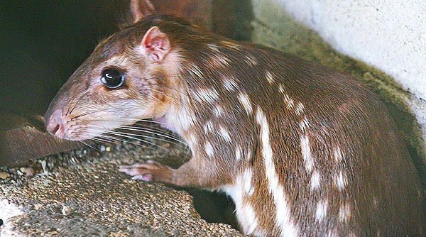 Expediente Quintana Roo: Granja de Tepezcuintle en FCP; la delicia del ...