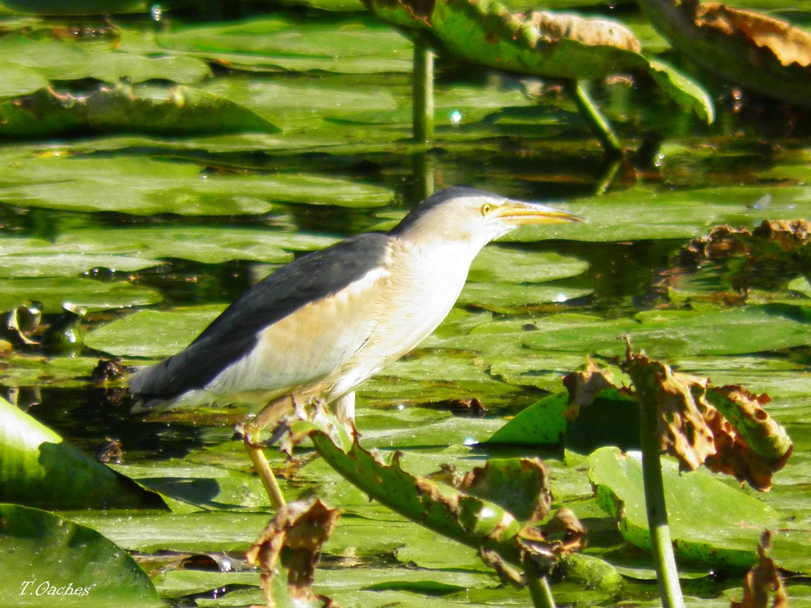 PASARI DIN ROMANIA: starc pitic