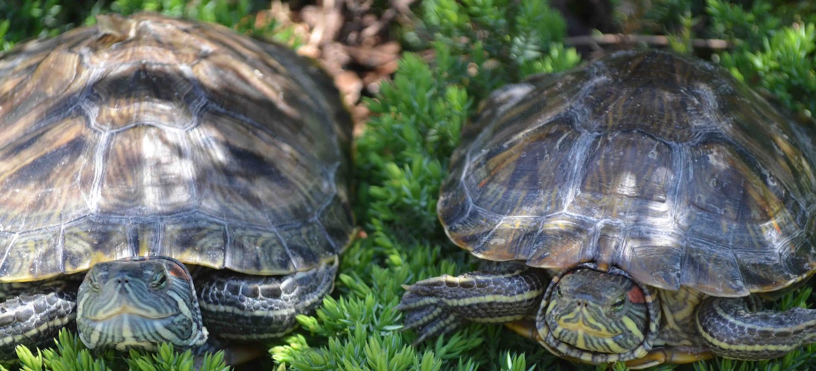 AMERICAN TORTOISE RESCUE'S TURTLE XMAS MESSAGE