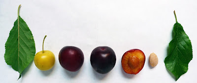 Wild Harvests: Cherry Plum- an early plum gone wild