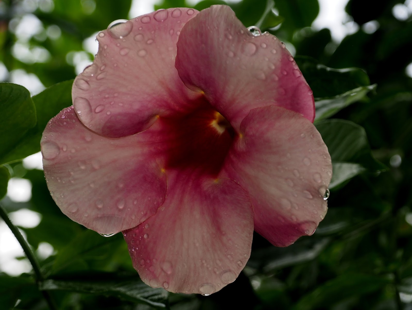 Andrea's Plants, Photos and Travels: Purple Allamanda