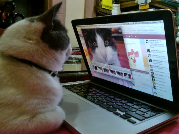 15 Cats Who Use The Internet » Mac's Opinion