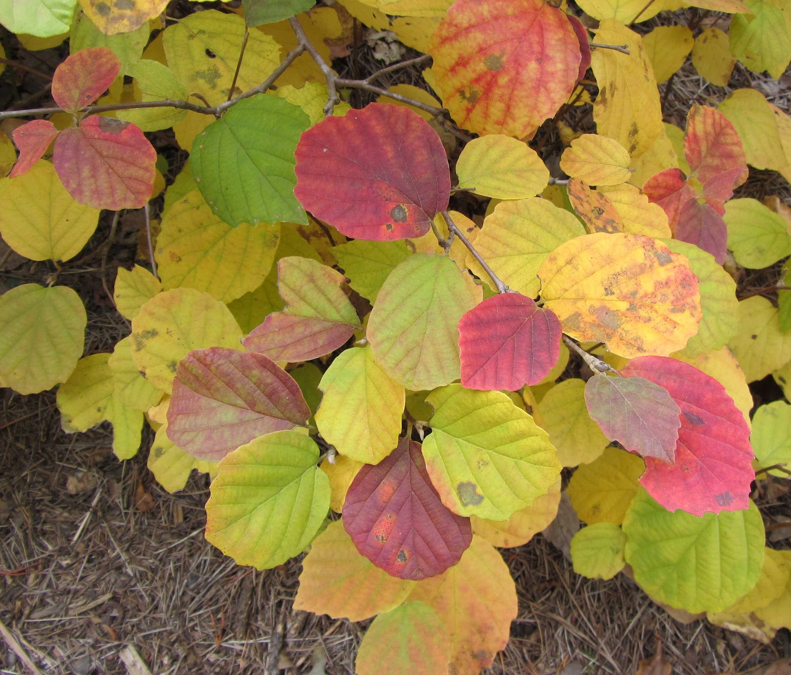 Using Georgia Native Plants: Dependable Fall Color