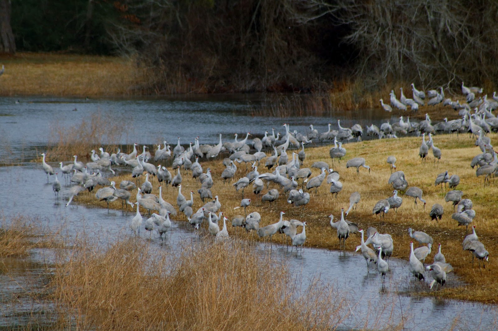 Wheeler National Wildlife Refuge