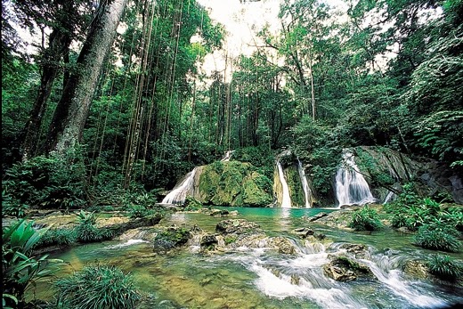 Flora y Fauna de la Selva Tropical Colombiana