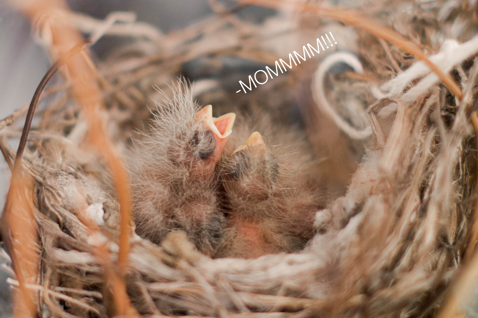 Our Baby Birds!