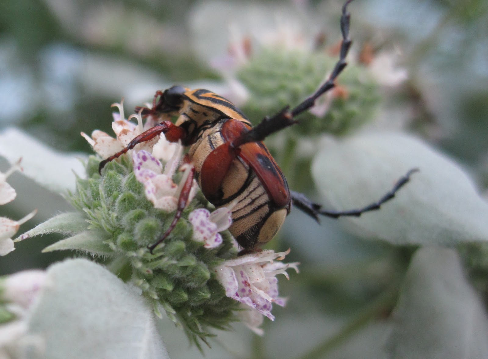 6 Generations: Beetle and Flower
