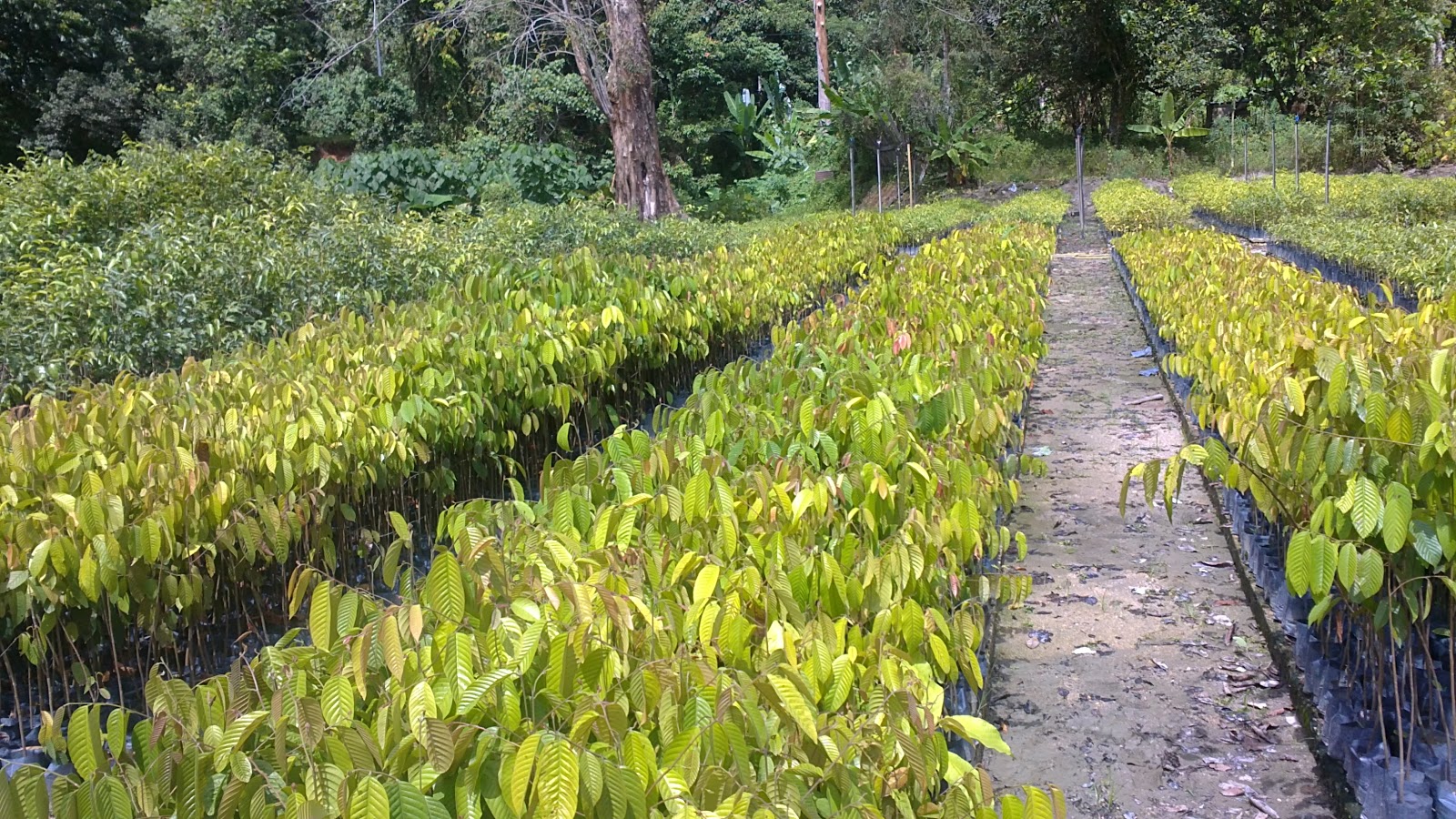 Info Terkini 16+ Pokok Meranti