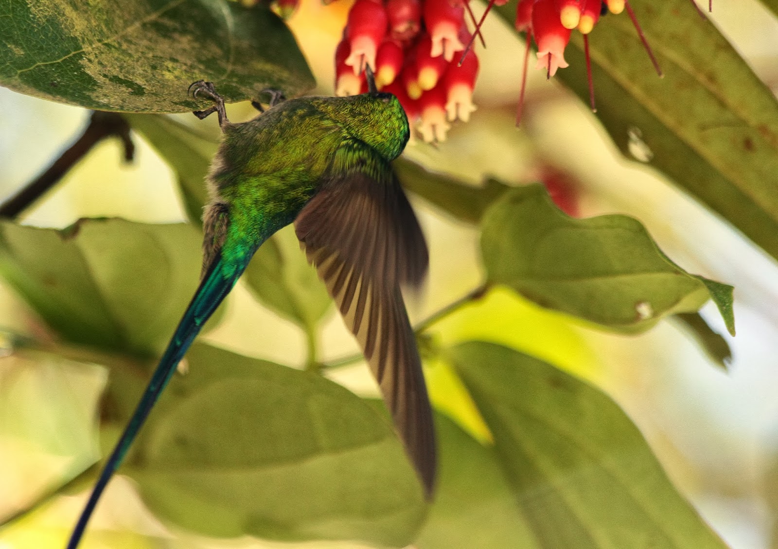 Nuestro bello mundo...: Hummingbirds and other birds from the mountain ...