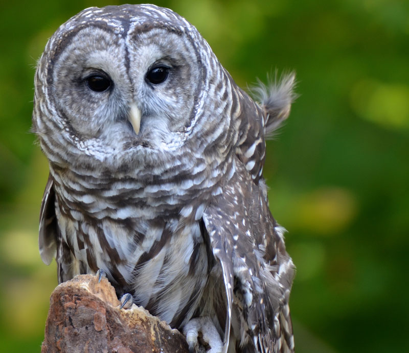 Red and the Peanut: The soulful eyes of a Barred Owl...