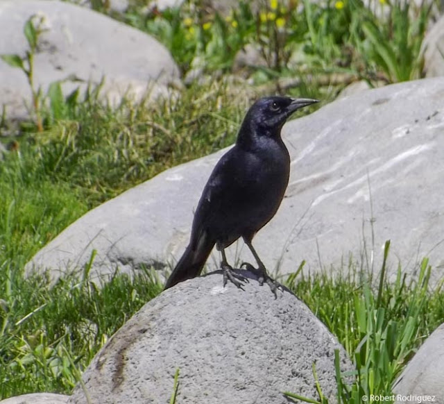 Aves de Arequipa y el Peru by Robert Rodriguez: Dives warszewiczi