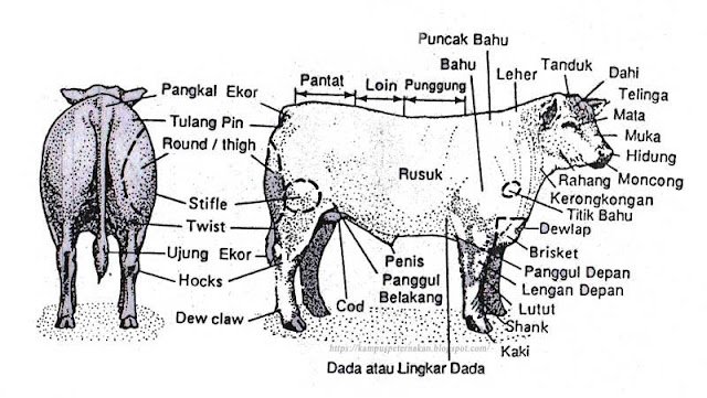 Seleksi Pada Ternak Sapi Pedaging