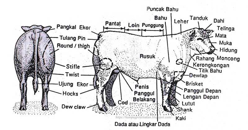 Seleksi Pada Ternak Sapi Pedaging