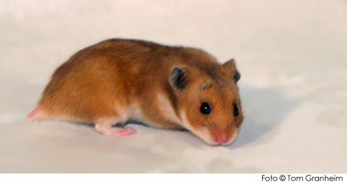 kajas hundeblogg: Fakta!!