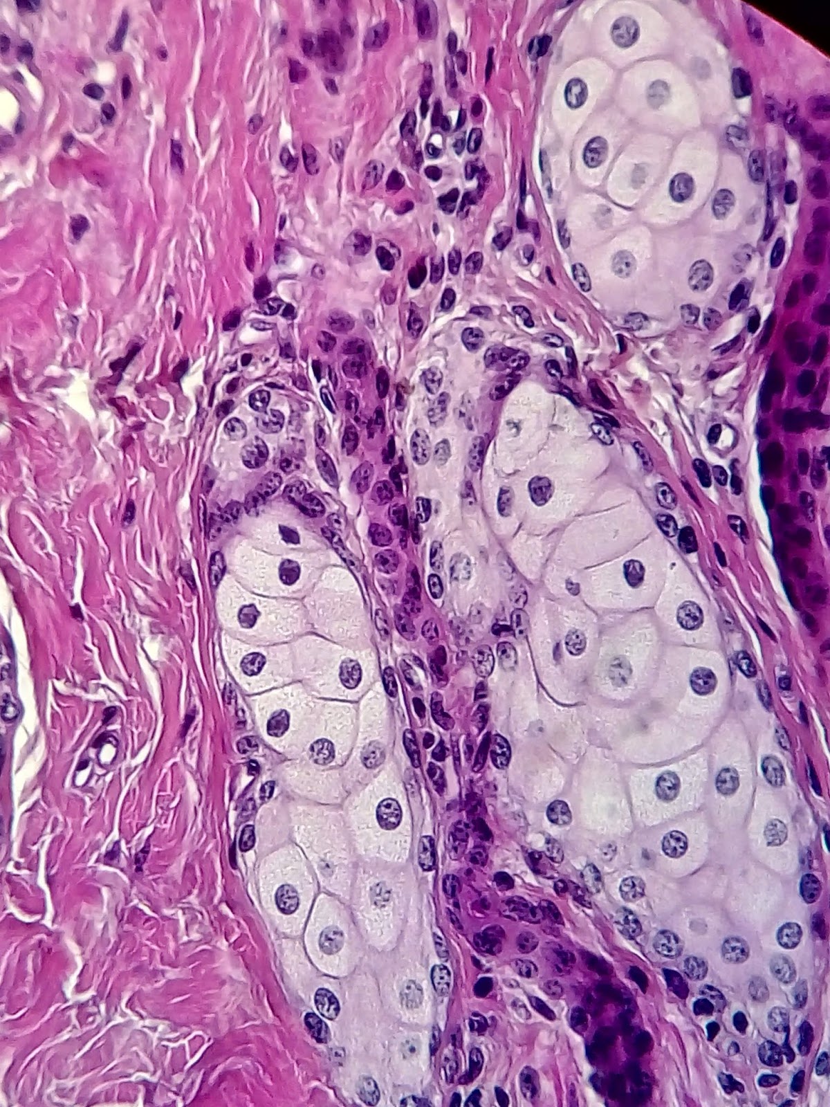 Manual interactivo de tejido conectivo: Piel