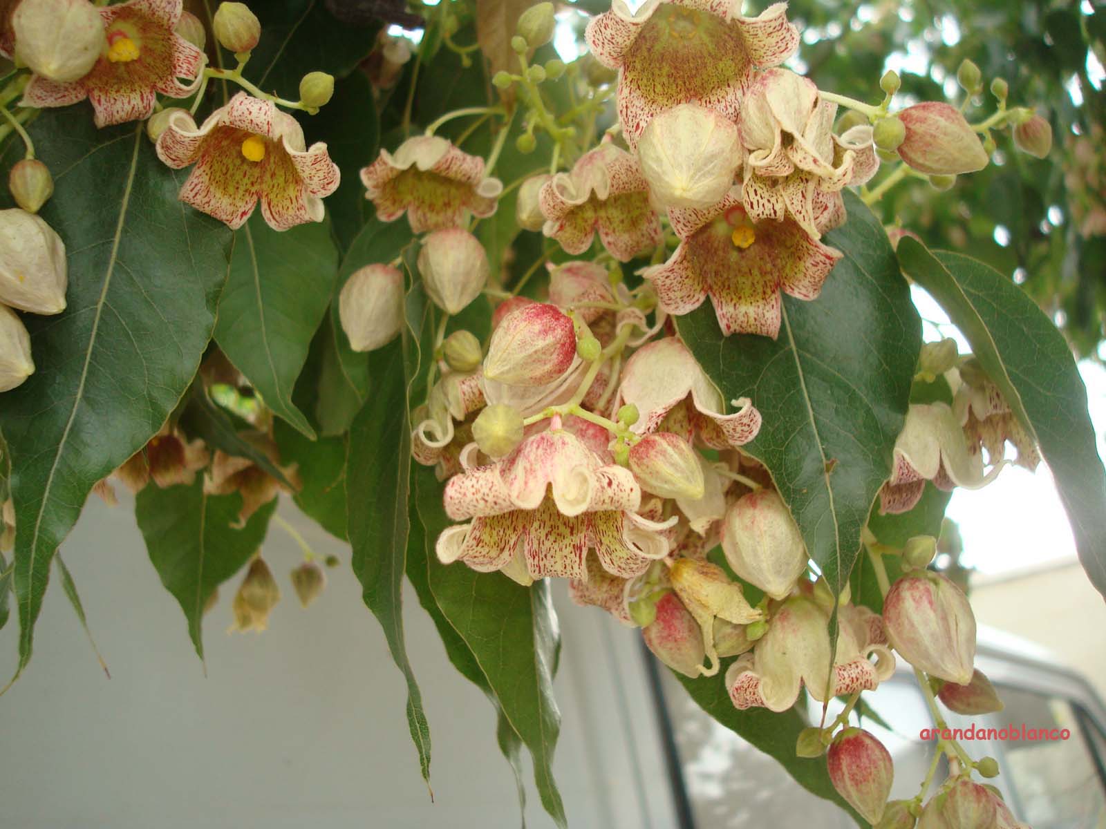 elarbolmiamigo-encinarosa: Brachichito / Brachychiton populneus ...