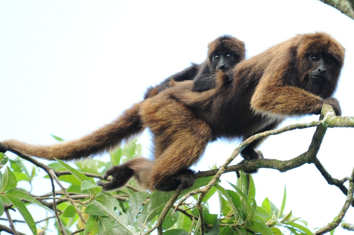 I Love Nature - Flores do Brasil: Bugio