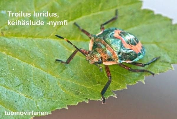 tuomovirtanen: Suomen luteet-Heteroptera-Bugs of Finland