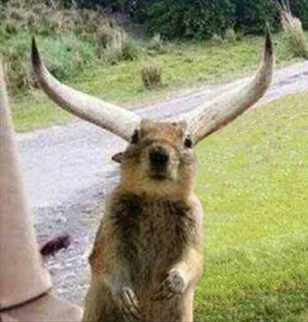 Wiki World: Horned Squirrel