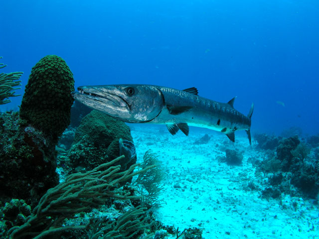 fish species in the world: Barracuda fish