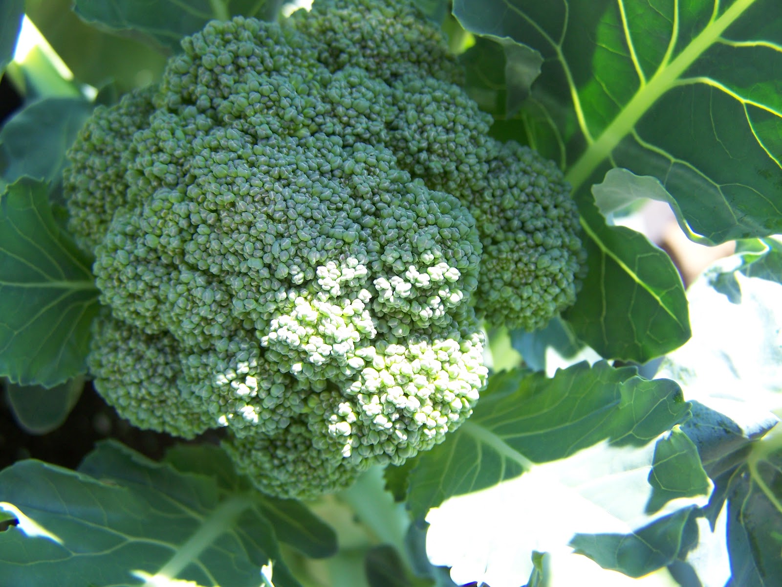 Captive Roots: Broccoli in Containers