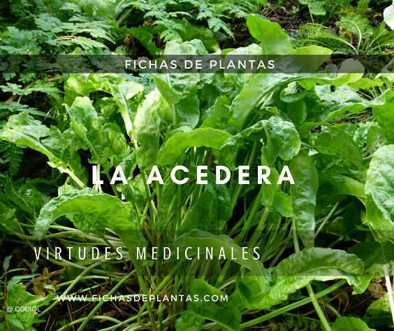 Acedera , Rumex acetosa | Descripción y Propiedades Medicinales