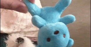 Funny animal gifs - part 318 (10 gifs) | Amazing Creatures