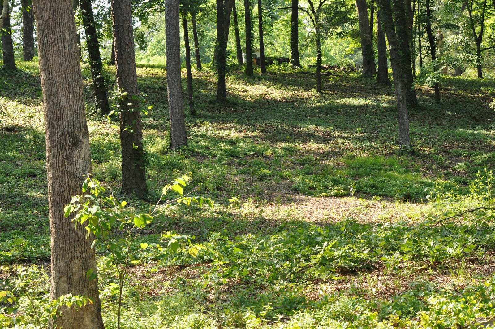Speedyleeway: A Hood's eye view of Horseshoe Ridge