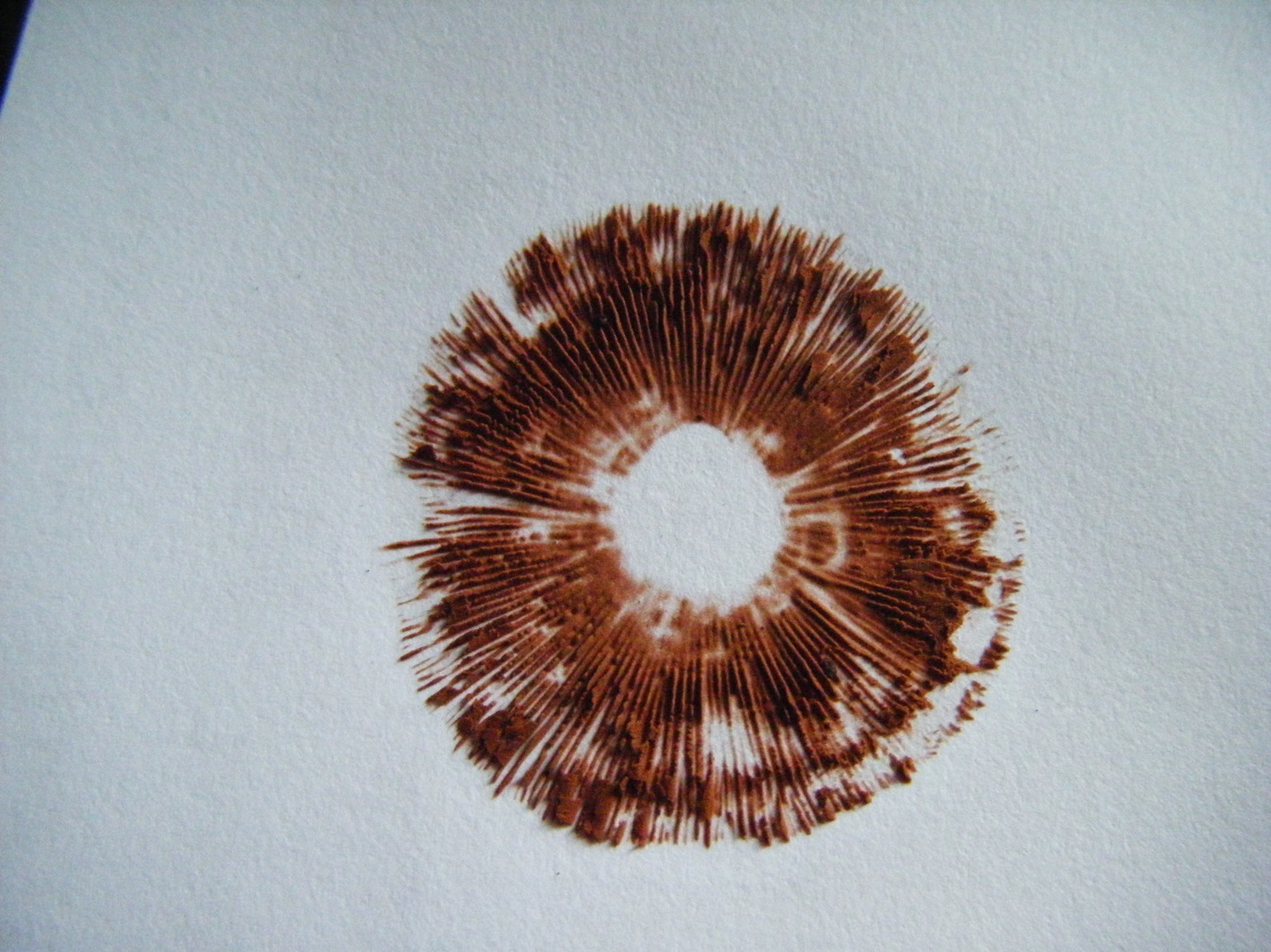 Fifth Kingdom: spore prints