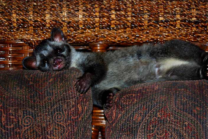 Musang or Masked Asian Civet Cat: Musang Bindi two months old
