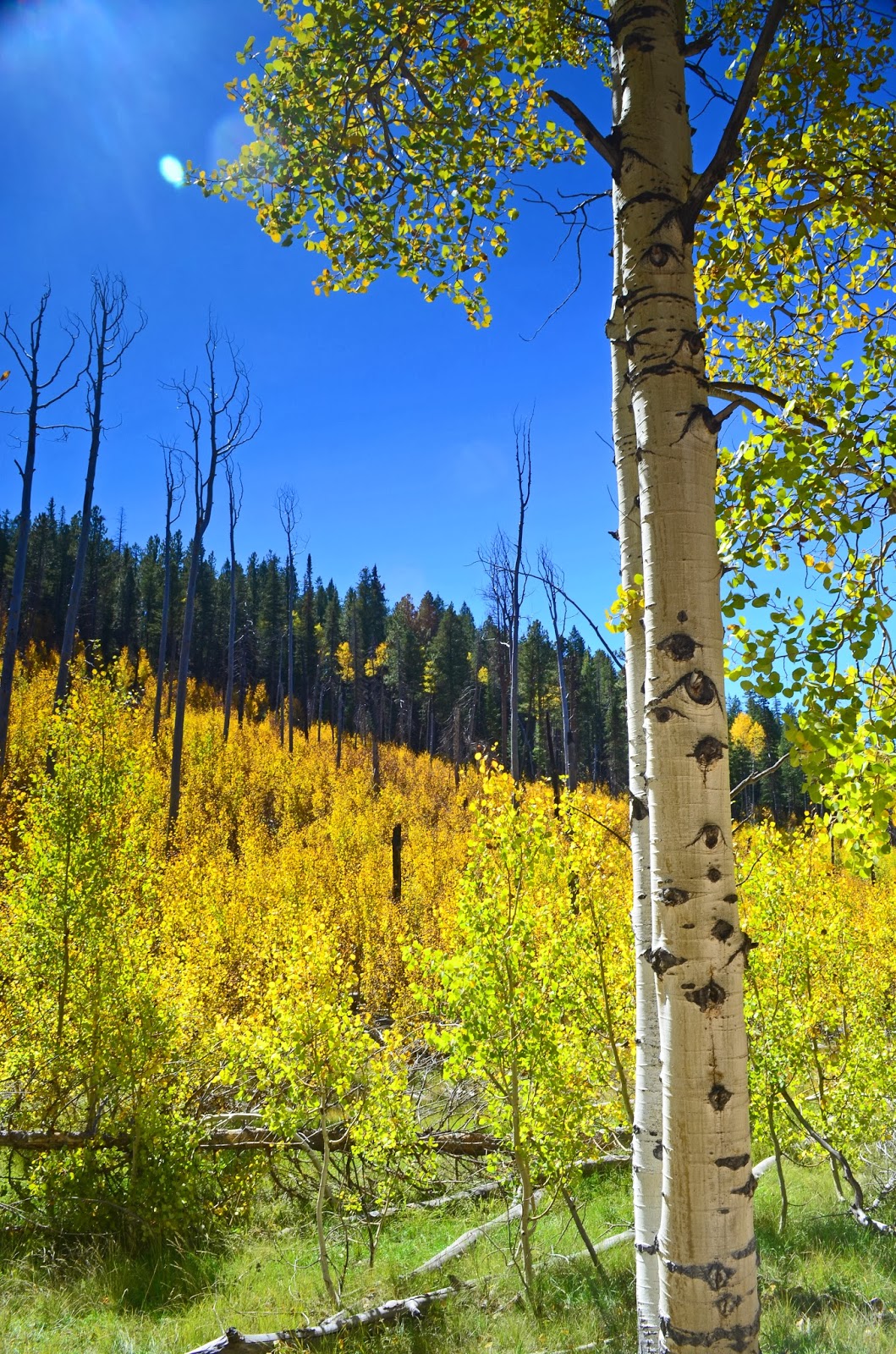 Through The Looking Glass: Grand Canyon: North Rim