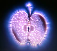 Energias: Fritz Albert Popp e a Comunicação Celular por meio de fótons ...