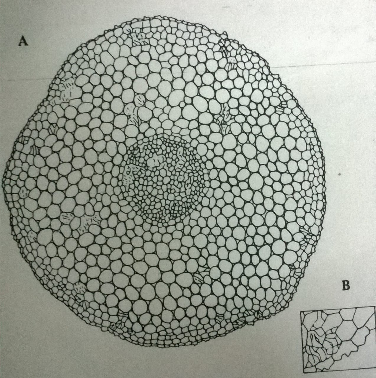TISSUE CULTURE AND ORCHIDOLOGI: Mengenal Akar Anggrek
