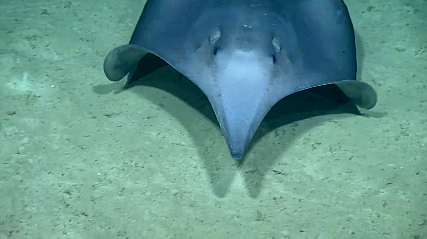 The Best Shark Dive in the World!: October 2017