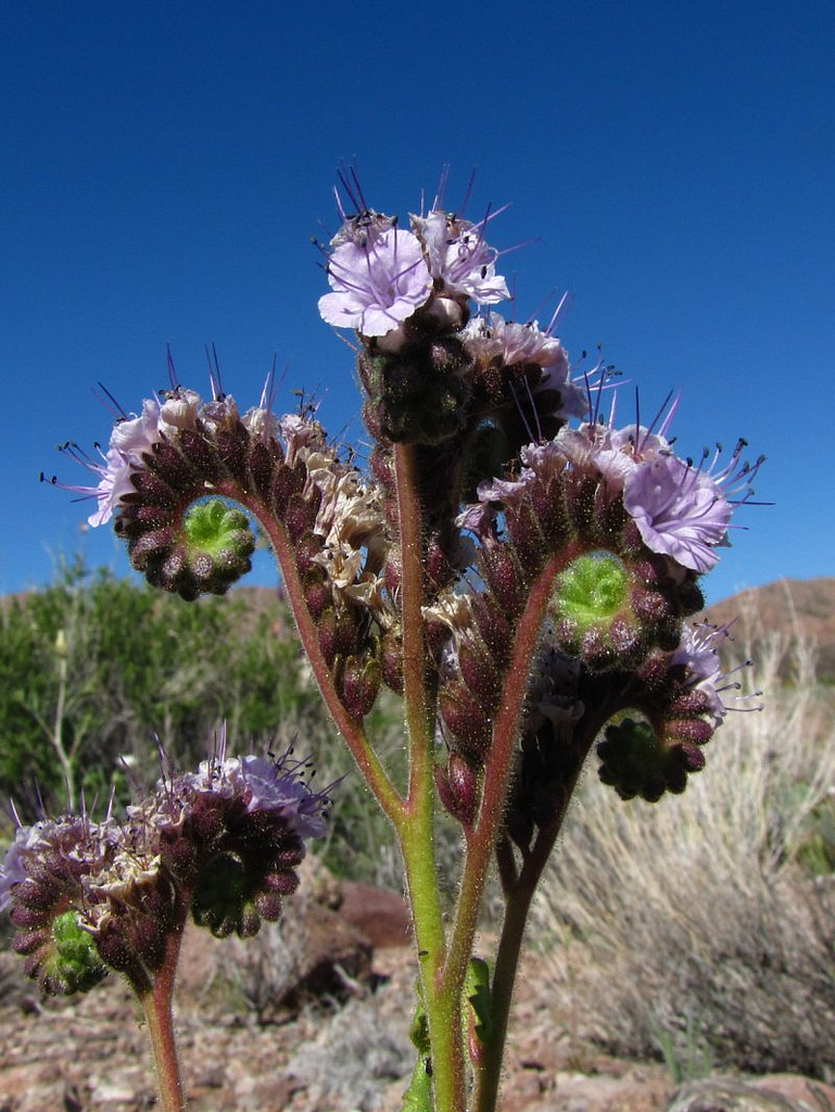 MyPhotoPics: Scorpion Weed