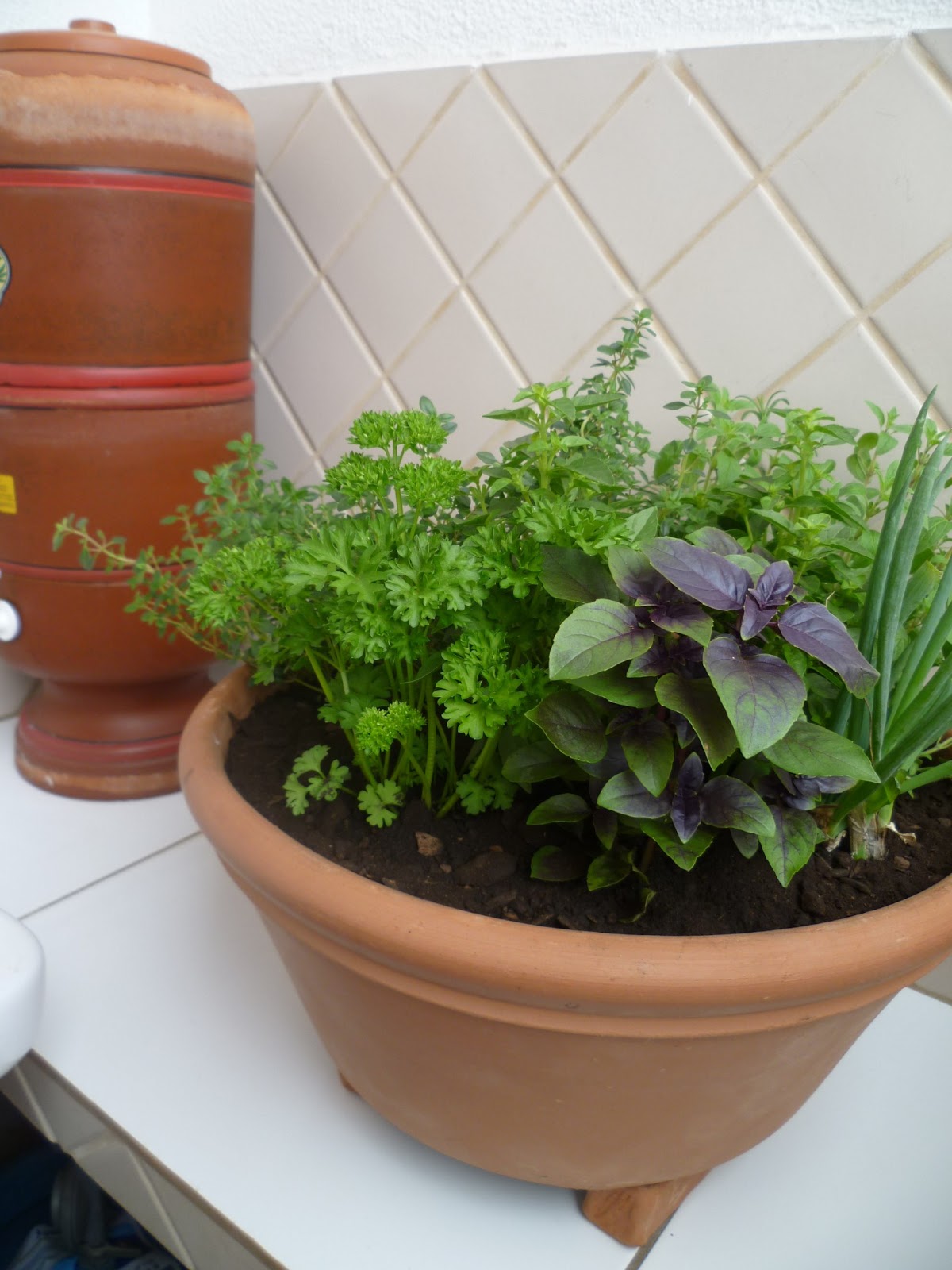 Alice: Mini horta caseira