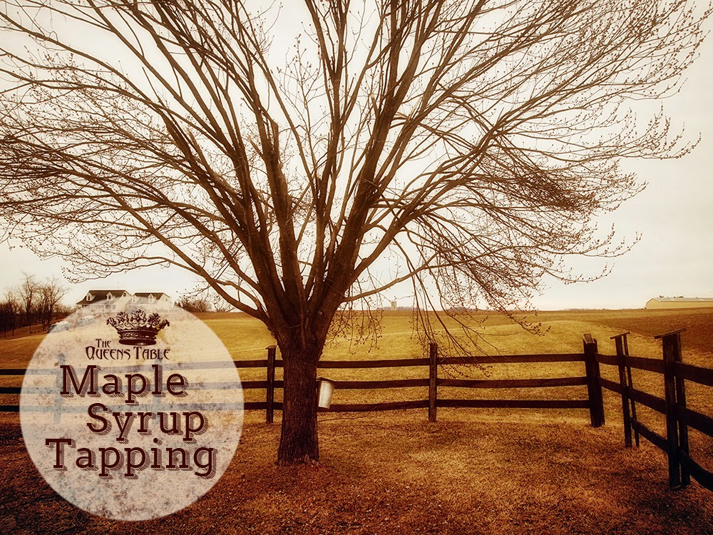 The Queen's Table: I'd Tap That! Sugaring Your Own Syrup From Maple ...