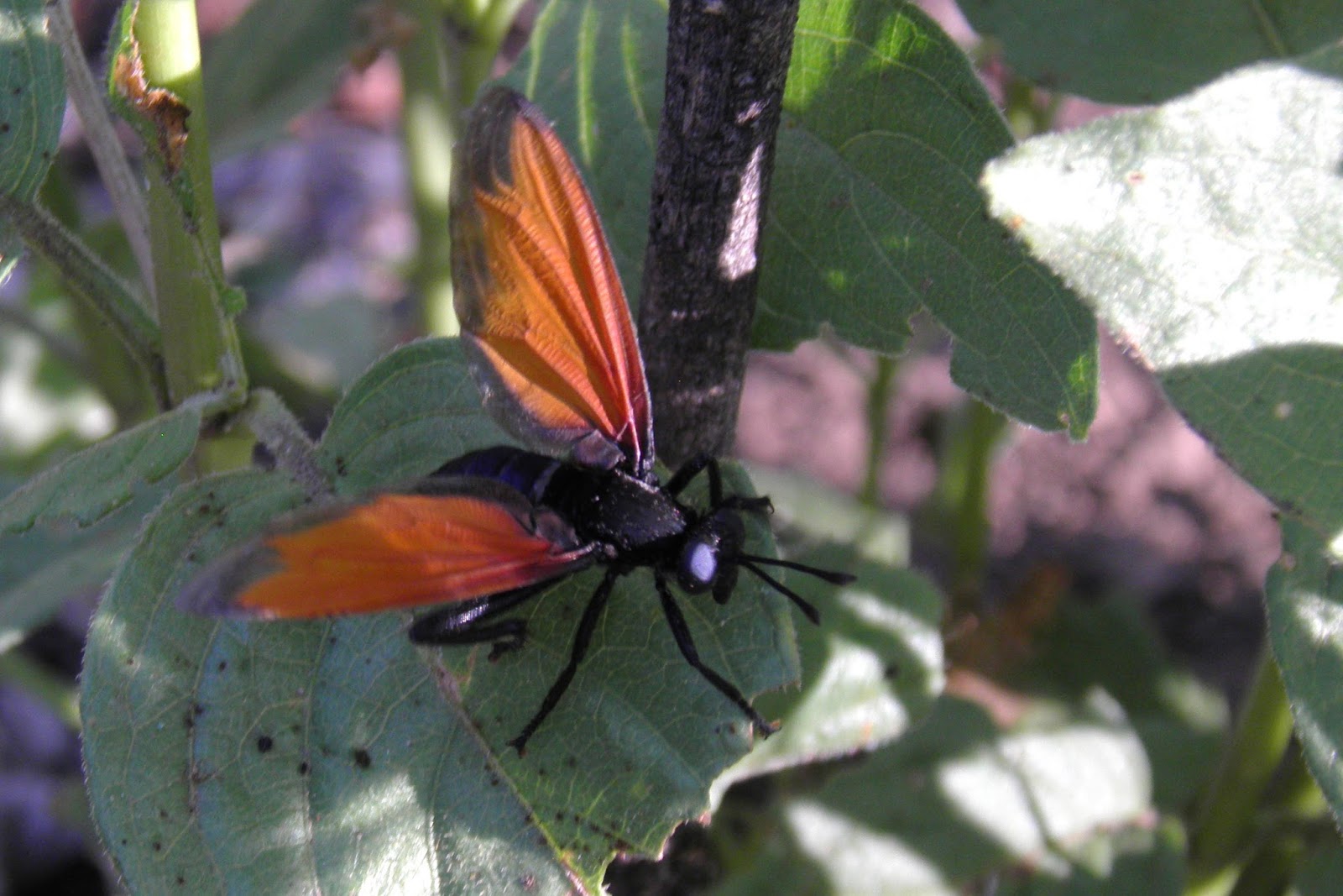Arizona: Beetles, Bugs, Birds and more: Bug Safari 2015 - Northern Arizona