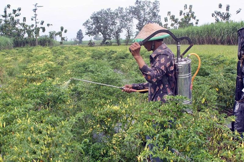 Metode Pemupukan Tanaman ~ Agro Budidaya