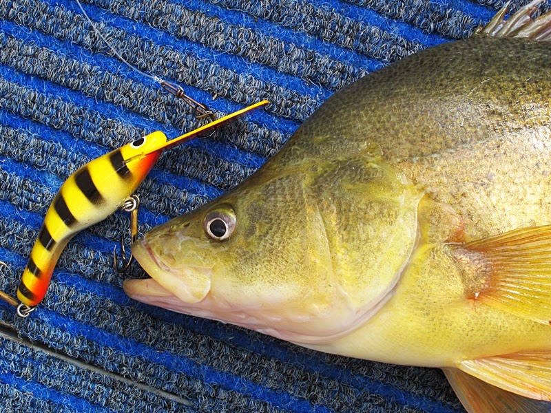 Deep River Lures: Golden Perch.