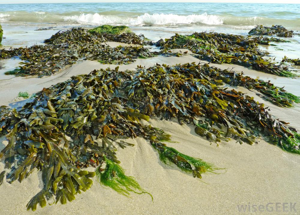 Urban Prepper Chick - Learn as I Go: SEAWEED!!!!! Natures Power Bar