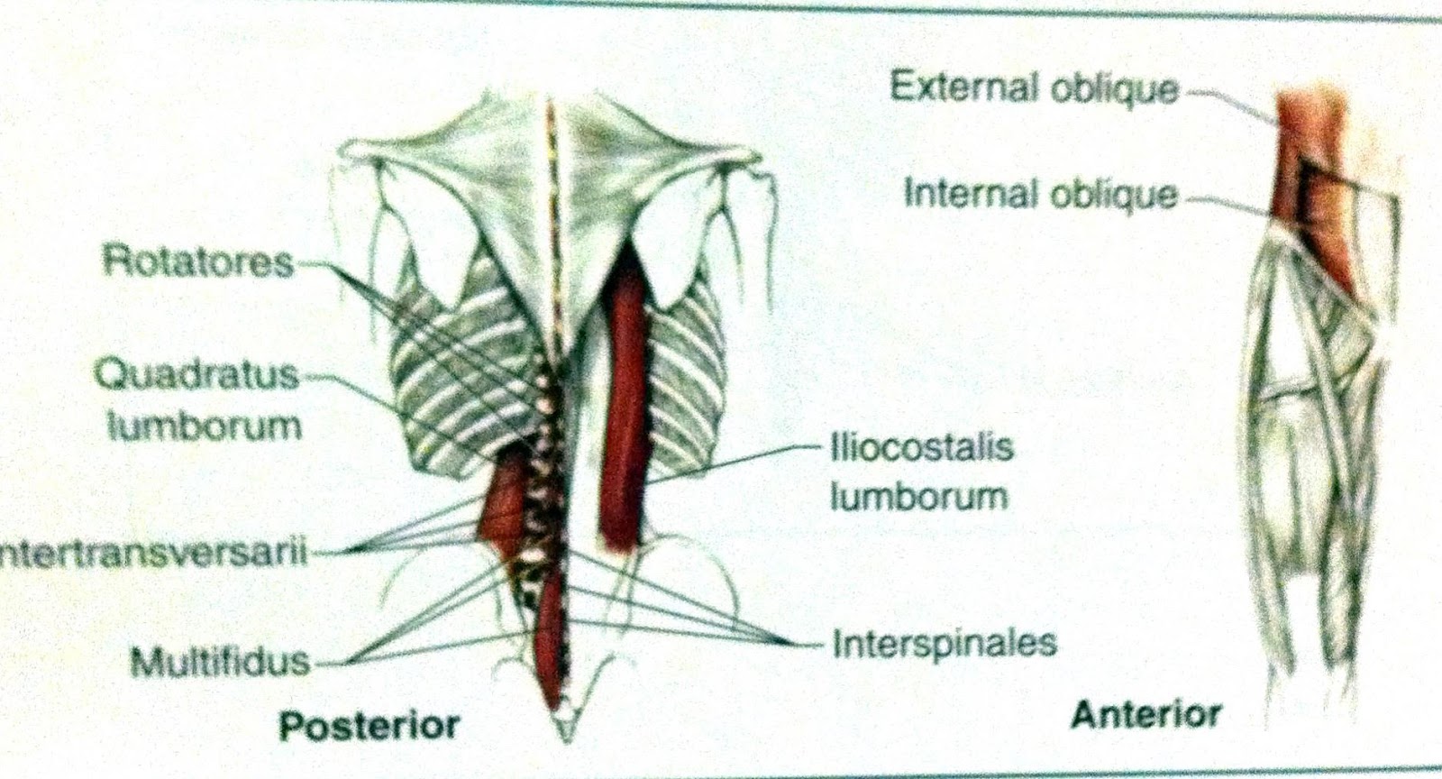 Massage and Wellness by Tracy: Stretches for Low Back Pain