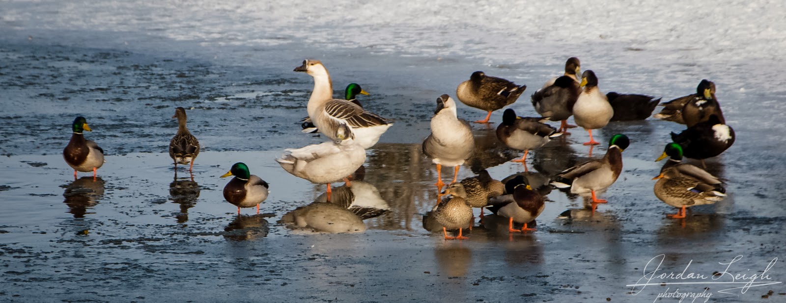 Jordan Leigh Photography: Frozen Ducks