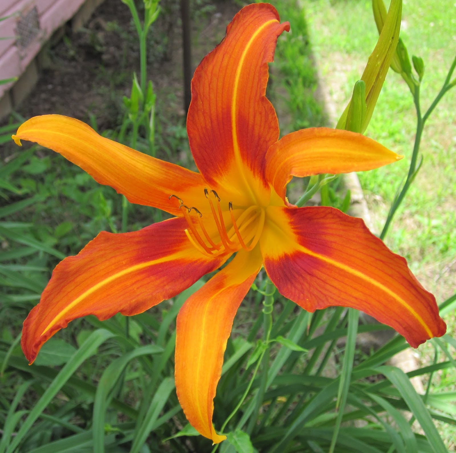 Faith_Family_Farm: Day Lilies Planted Fifty Years Ago