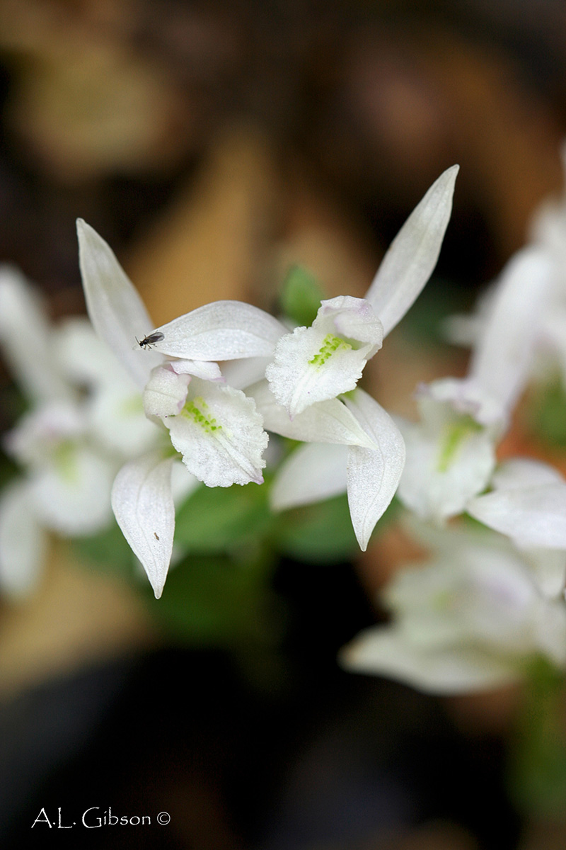 The Buckeye Botanist: The Tale of the Three-birds