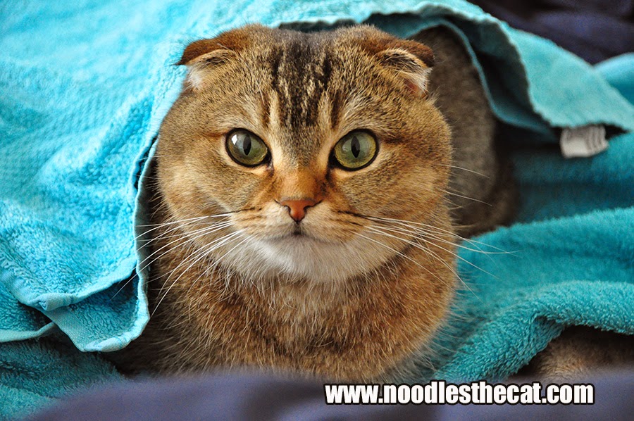 I IZ NOODLES THE CAT: 4 tips how to choose a cat