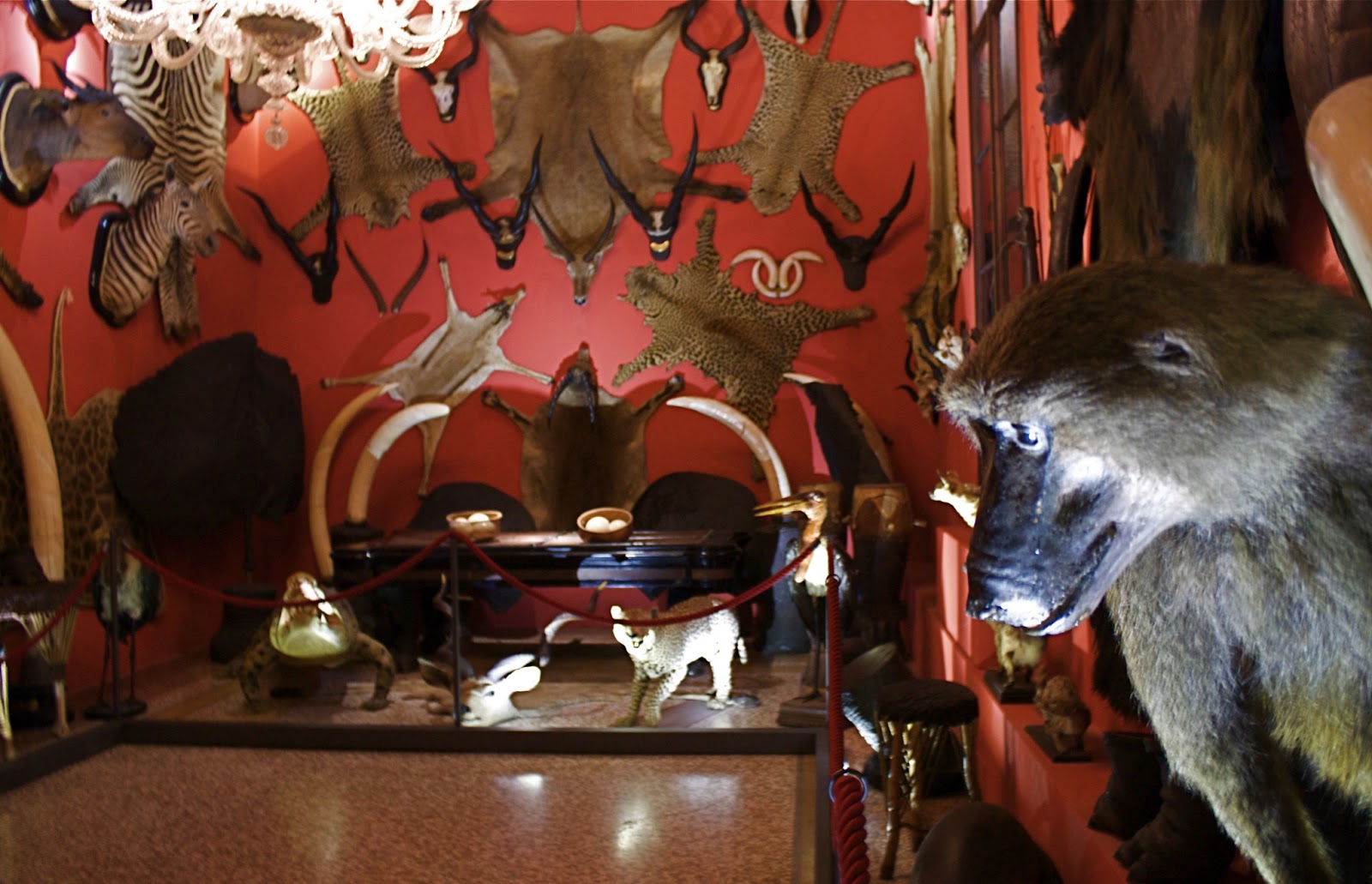 venezia blog: The Museum of Really Dead Things