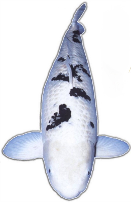 El blog de Mikcg: Las 26 variedades de kois: El Bekko