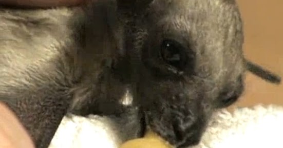 White Wolf : Nursing an Orphaned Fruit Bat (Video)