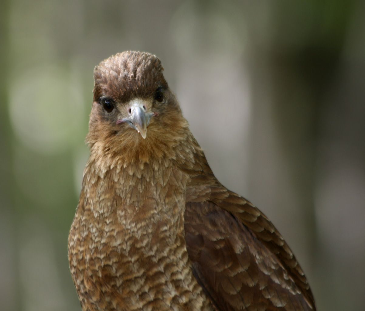 El Buen Ministro: Chimango